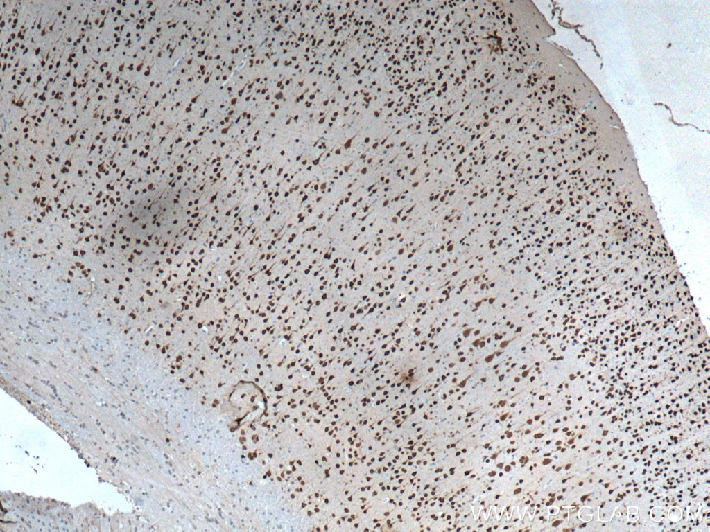 NeuN antibody (26975-1-AP) | Proteintech