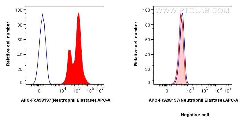 Neutrophil elastase antibody (APC-FcA98197) | Proteintech