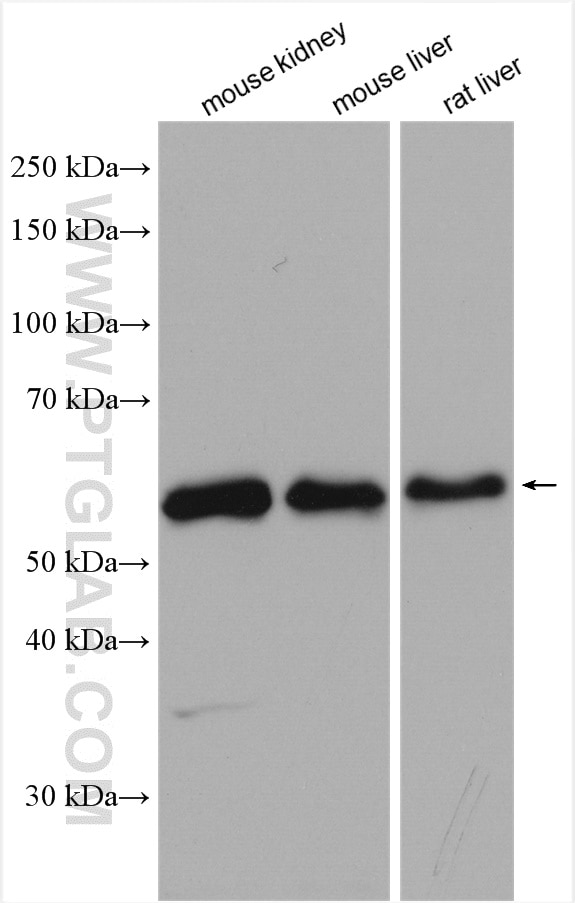 Occludin antibody (13409-1-AP) | Proteintech