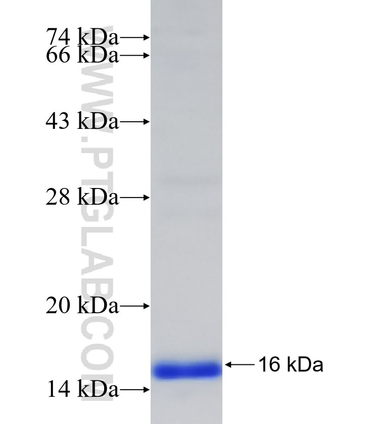 OGG1 Fusion Protein Ag32942 | Proteintech