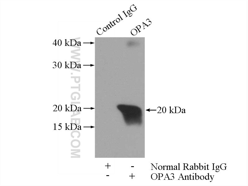 OPA3 antibody (15638-1-AP) | Proteintech