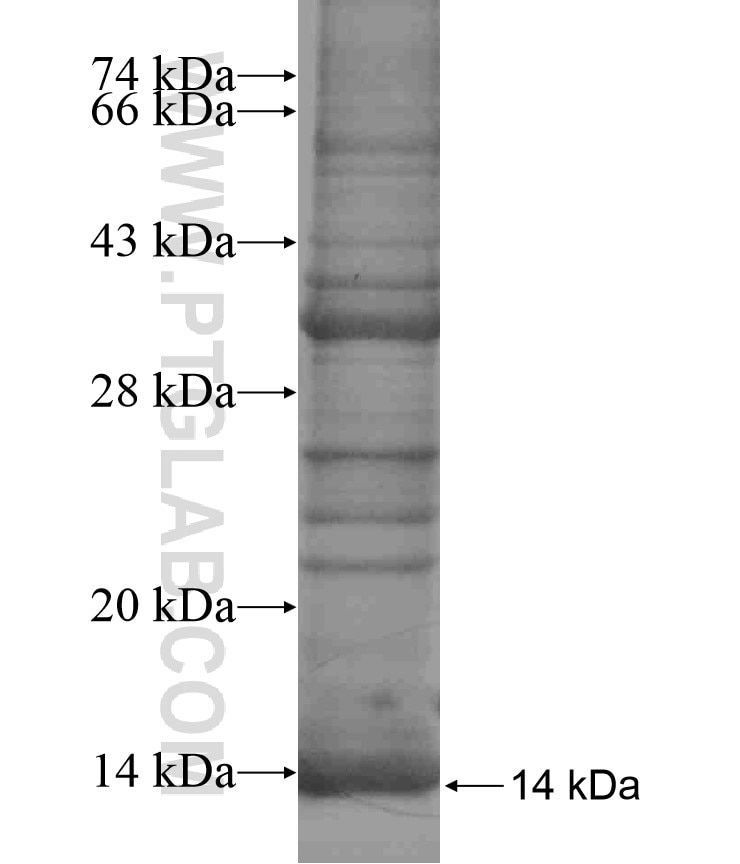 OXGR1 Fusion Protein Ag17186 | Proteintech
