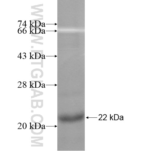 P2RY8 Fusion Protein Ag11686 | Proteintech
