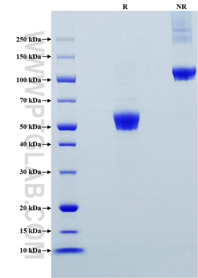 Recombinant Mouse CD28 protein (hFc Tag) | Proteintech