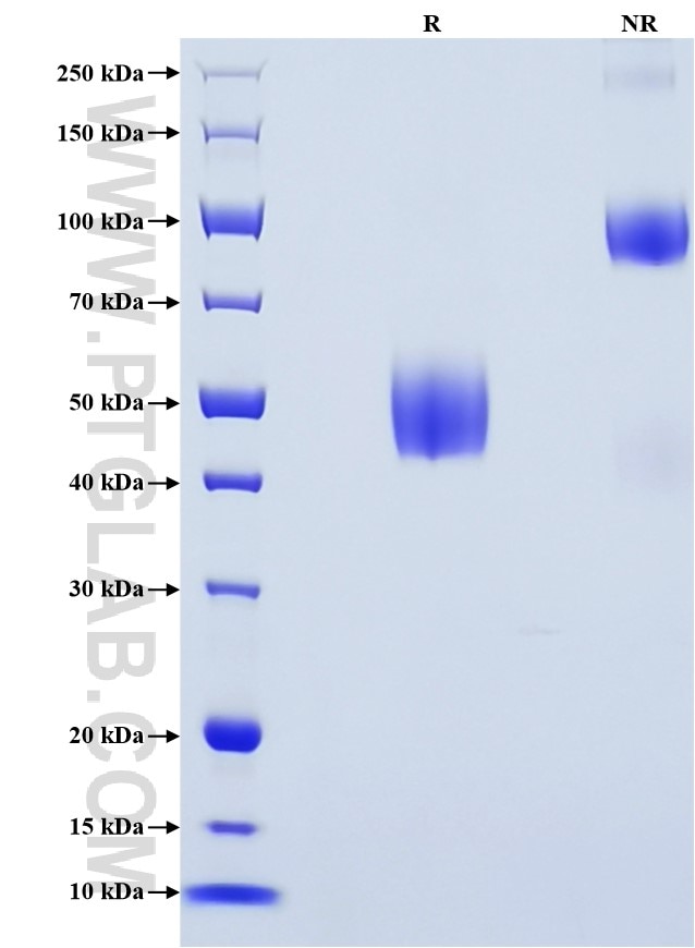 Recombinant Mouse CD63 protein (rFc Tag) | Proteintech