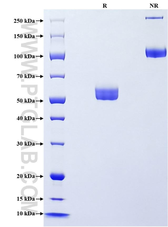Recombinant Human OLR1/LOX1 protein (rFc Tag) | Proteintech