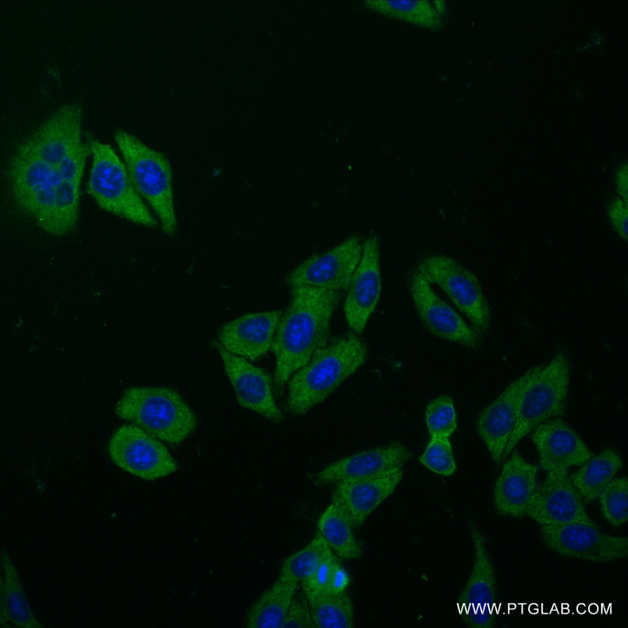 PARK7/DJ-1 antibody (82913-1-PBS) | Proteintech