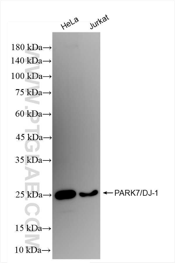PARK7/DJ-1 antibody (82913-1-RR) | Proteintech