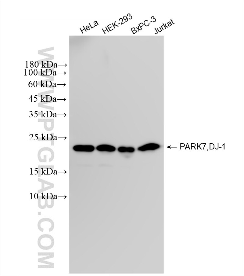 PARK7/DJ-1 antibody (82913-3-PBS) | Proteintech