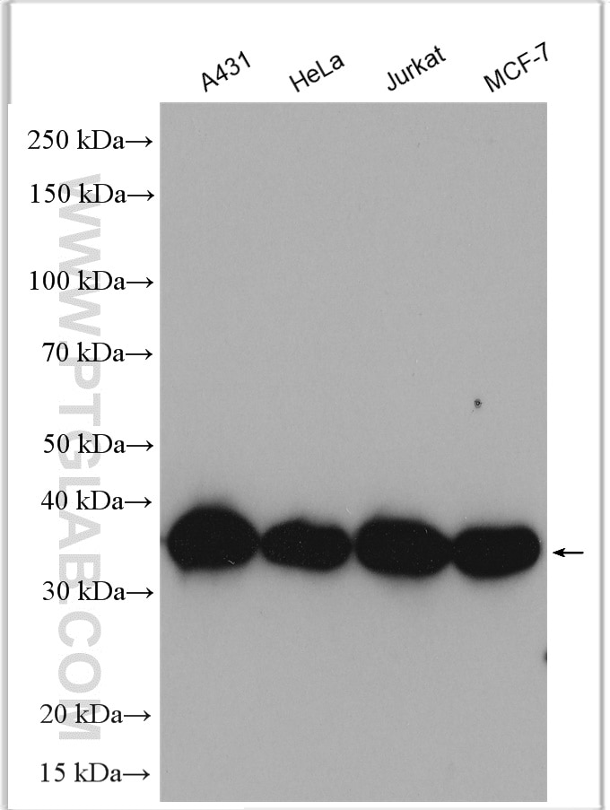 PCNA antibody (10205-2-AP) | Proteintech