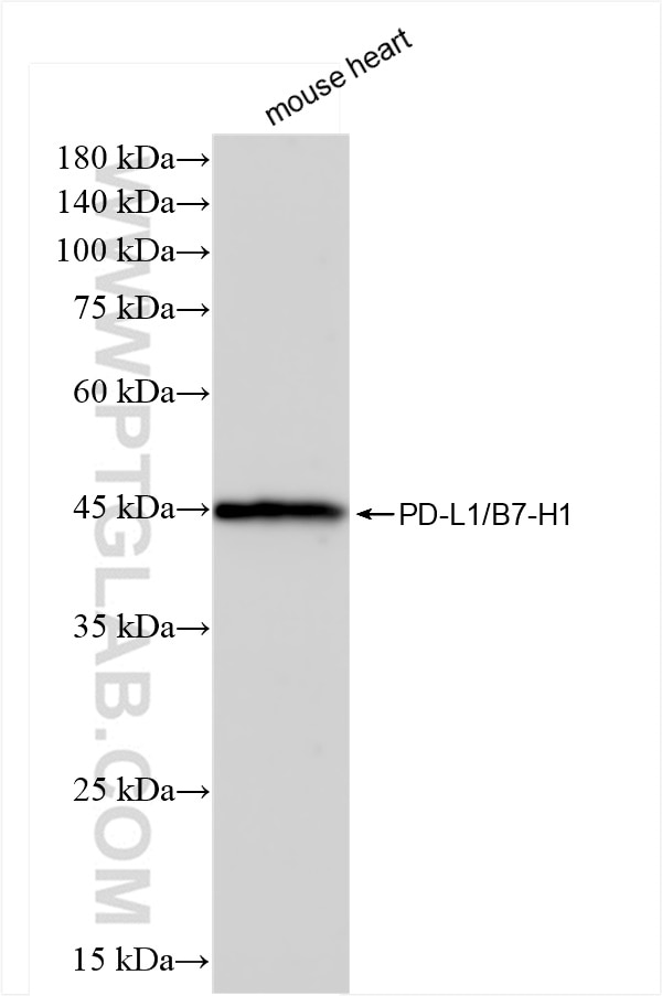 PD-L1/B7-H1 antibody (83906-6-RR) | Proteintech