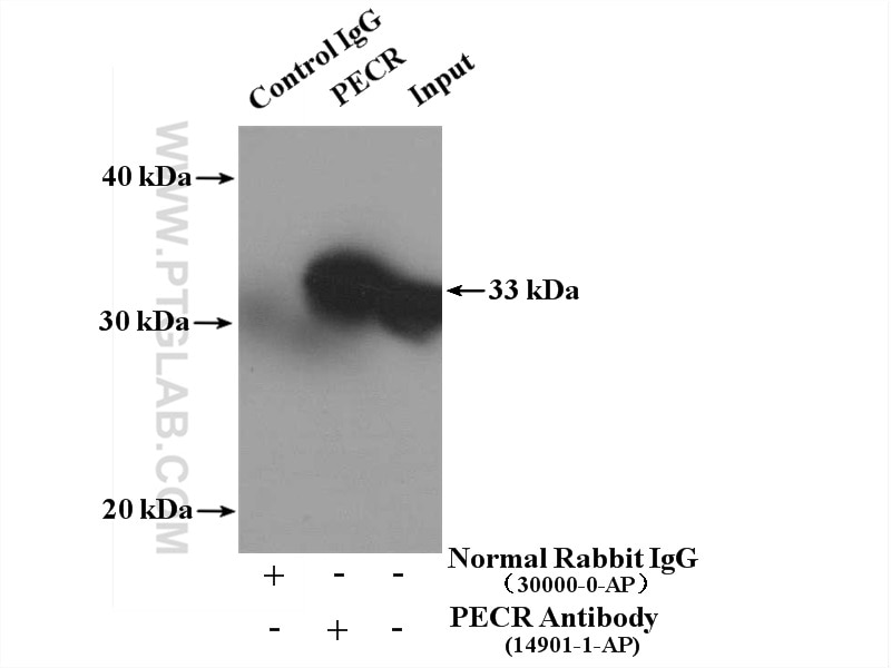 PECR antibody (14901-1-AP) | Proteintech