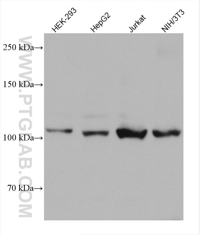 PI3 Kinase p110 Alpha antibody (67071-1-Ig) | Proteintech