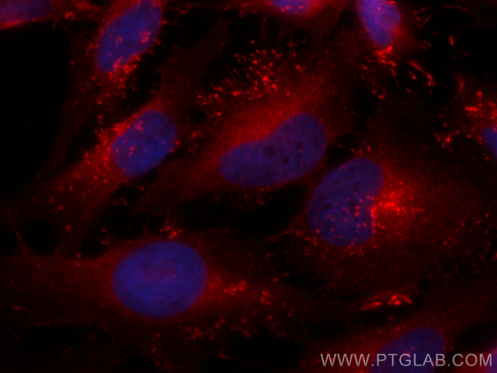 PKC Iota antibody (CL594-66493) | Proteintech