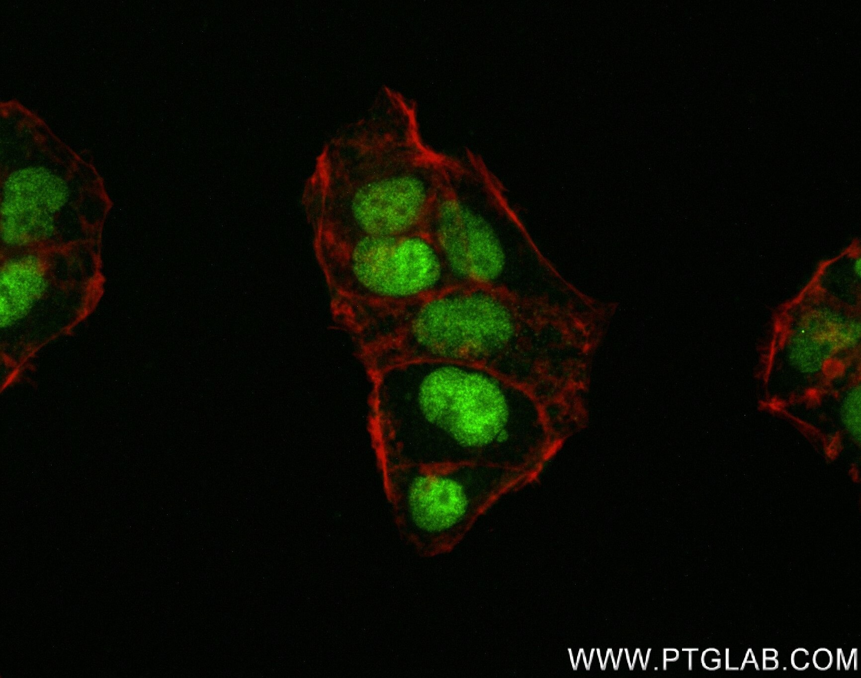 PMS1 antibody (83456-6-RR) | Proteintech