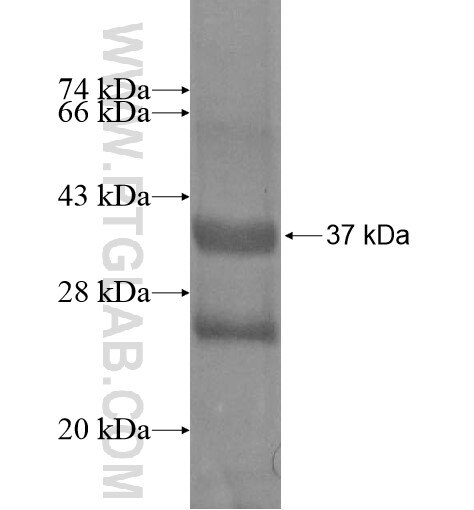 PRR5 Fusion Protein Ag12296 | Proteintech