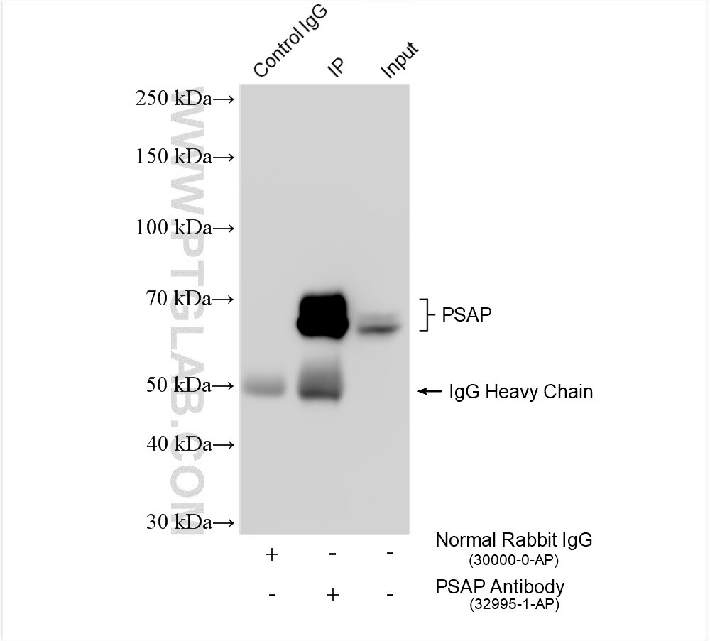 PSAP antibody (32995-1-AP) | Proteintech