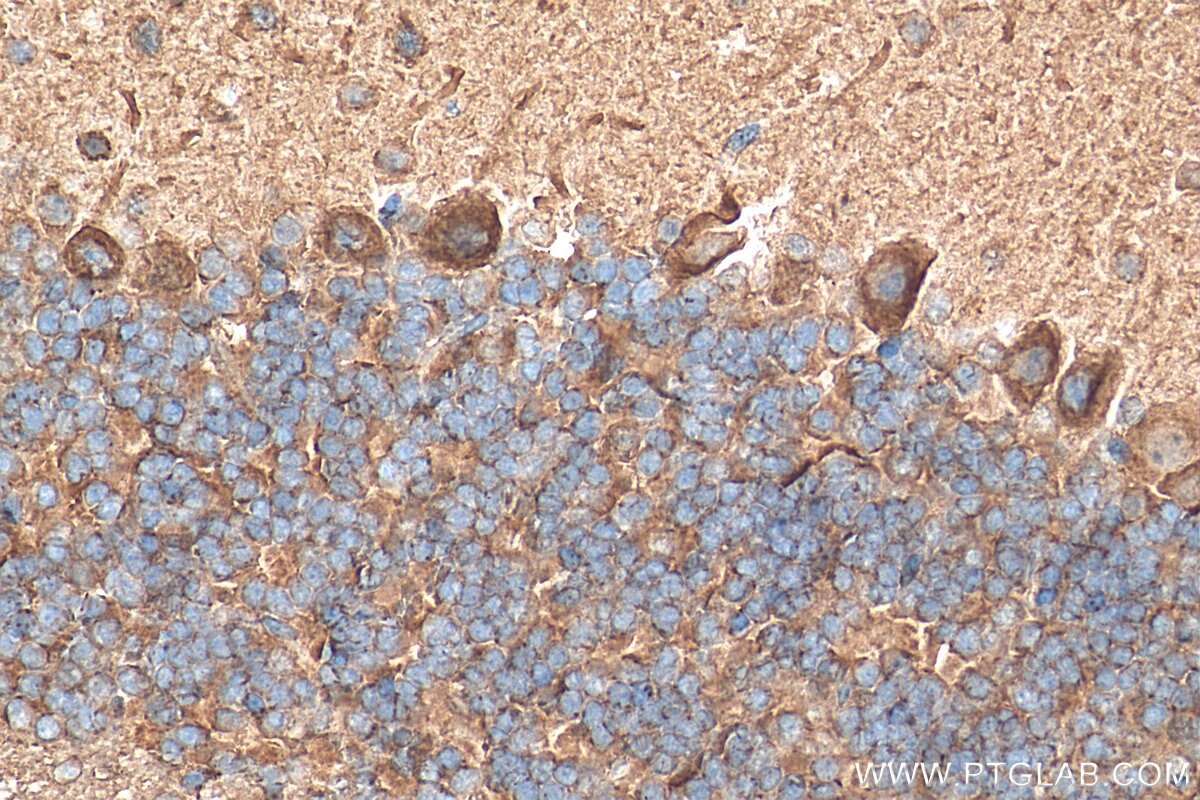PSD95-Specific,DLG4 antibody (81106-1-RR) | Proteintech