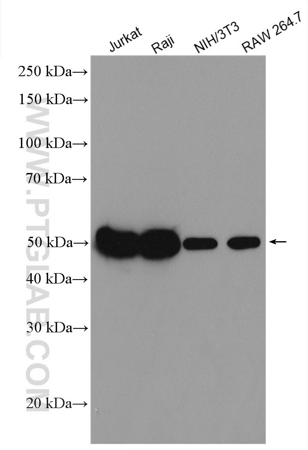 PSMD4 antibody (14899-1-AP) | Proteintech