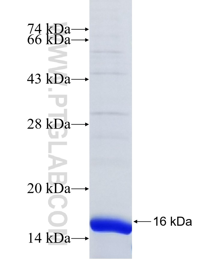 PSS2 Fusion Protein Ag16936 | Proteintech