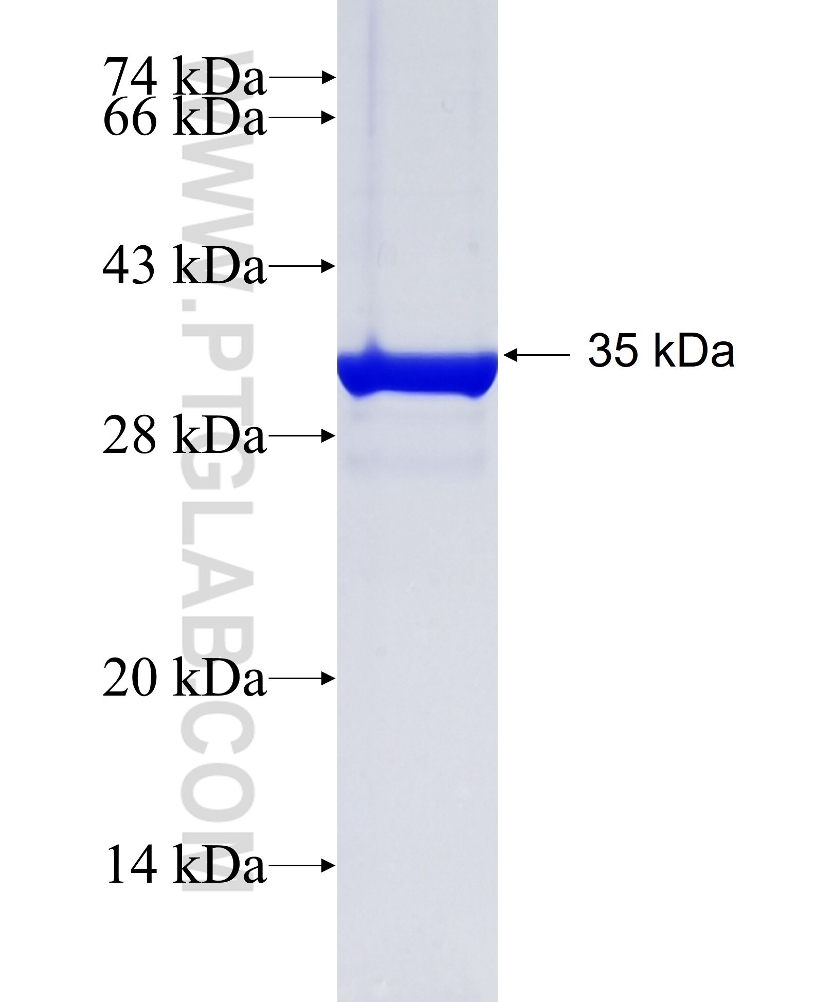 PTPN6 Fusion Protein Ag34996 | Proteintech