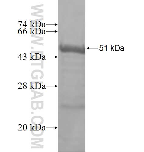 PTPN7 Fusion Protein Ag7469 | Proteintech