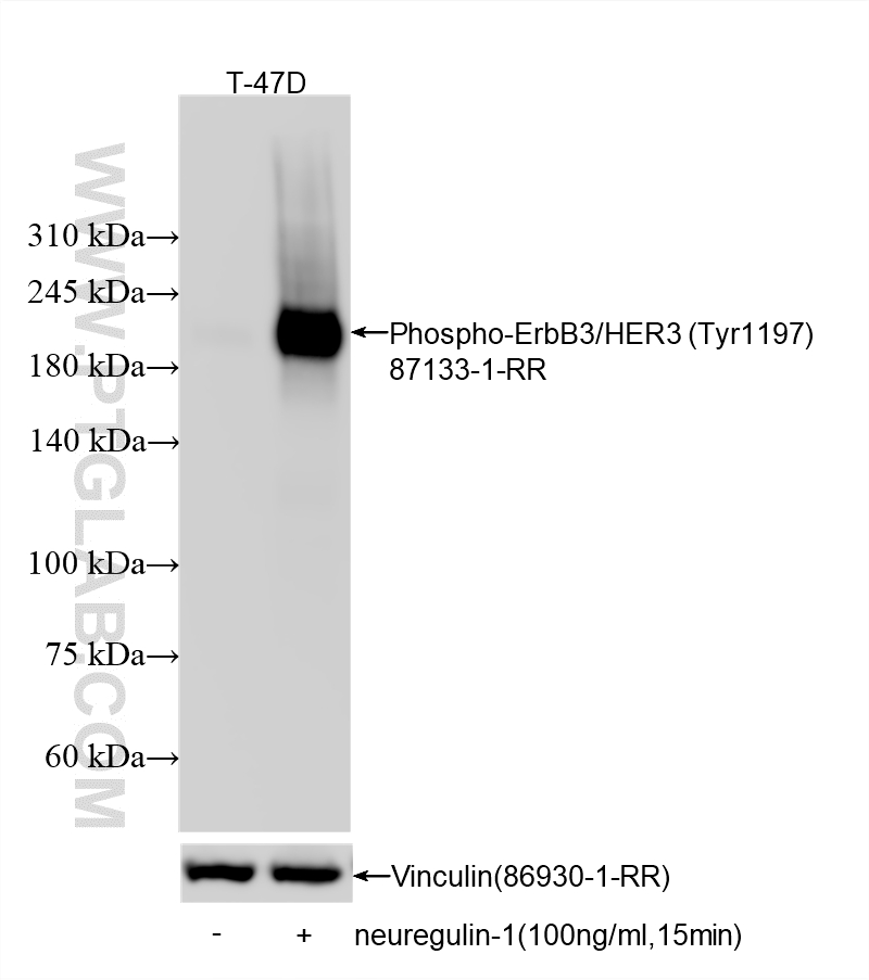 Phospho-ErbB3/HER3 (Tyr1197) antibody (87133-1-PBS) | Proteintech