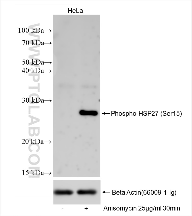 Phospho-HSP27 (Ser15) antibody (83332-1-RR) | Proteintech