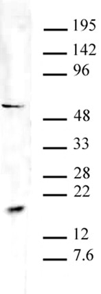 Pht1 / Histone H2A.Zac (pan-acetyl) antibody (pAb) (H2AZ) | Proteintech