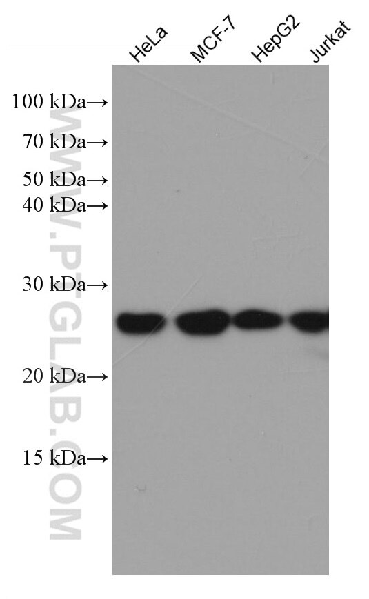 RALA Fusion Protein Ag5329 | Proteintech