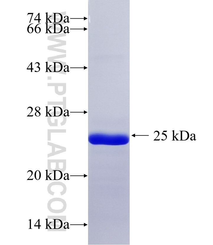 RALGPS2 Fusion Protein Ag35024 | Proteintech