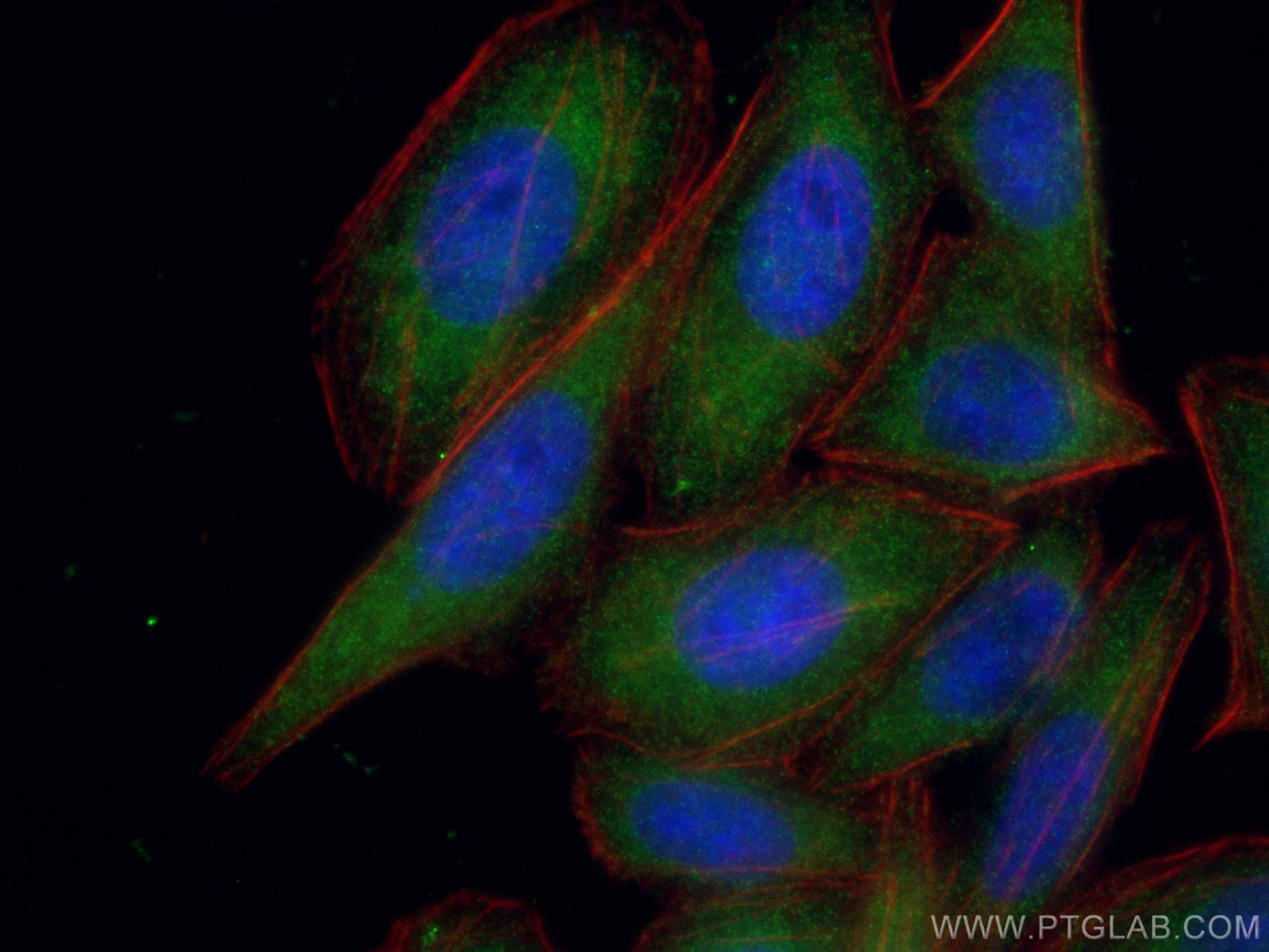 RBPMS antibody (15187-1-AP) | Proteintech