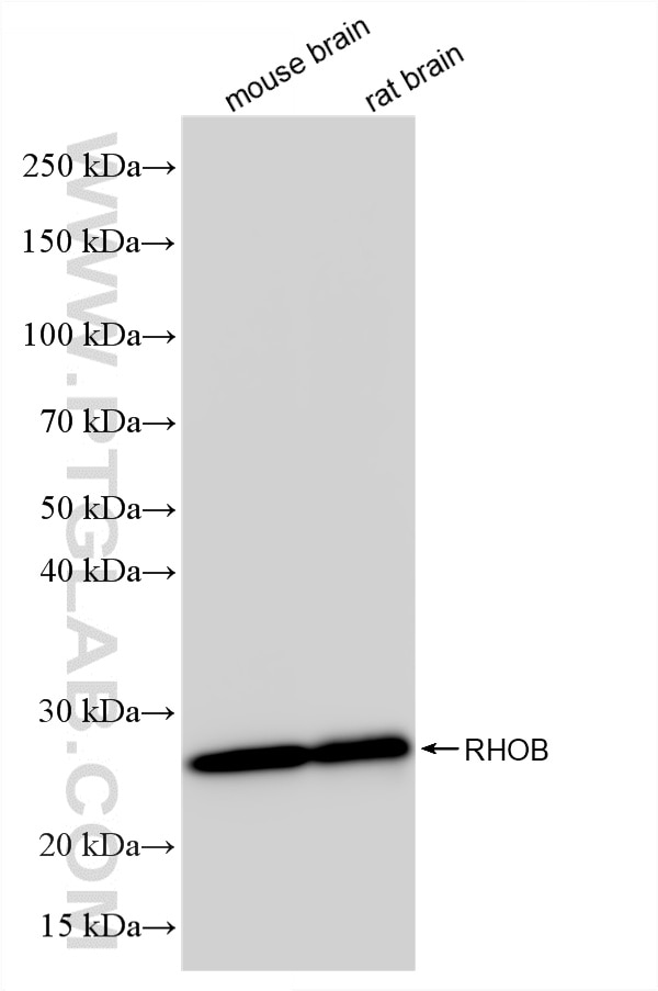 RHOB antibody (86663-3-RR) | Proteintech