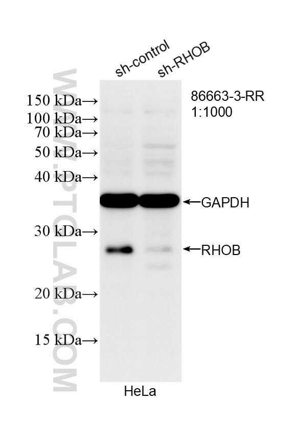 RHOB antibody (86663-3-RR) | Proteintech