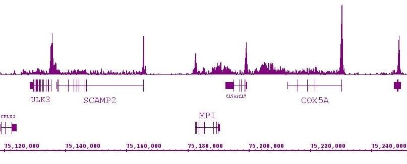 RNA pol II CTD Ser2ph / Ser5ph antibody (mAb) (Clone 1A12G10) | Proteintech