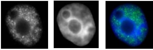 RNA pol II CTD Ser2ph / Ser5ph antibody (mAb) (Clone 1A12G10) | Proteintech