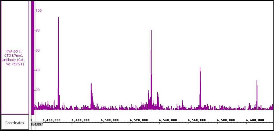 RNA pol II CTD monomethyl Lys7 antibody (mAb) (Clone 1F5) | Proteintech