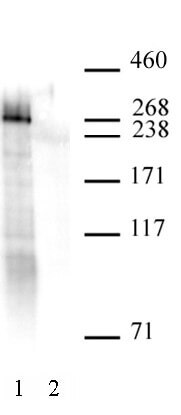 RNA pol II CTD monomethyl Lys7 antibody (mAb) (Clone 1F5) | Proteintech