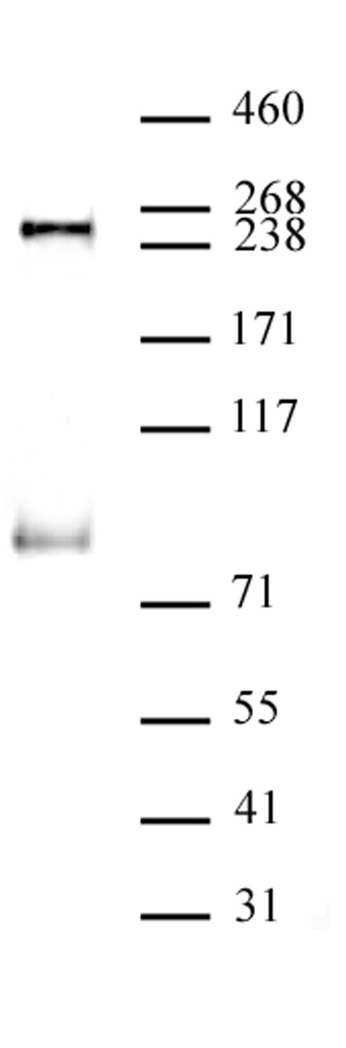 RNA pol II CTD phospho Ser5 antibody (mAb) (Clone 1H4B6) | Proteintech