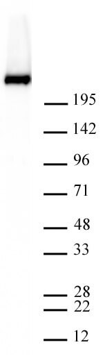 RNA pol II CTD phospho Ser5 antibody (mAb) (Clone 3E8) | Proteintech