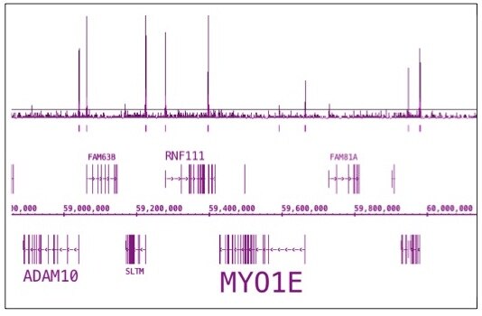 RNA pol II CTD phospho Ser5 antibody (pAb) | Proteintech