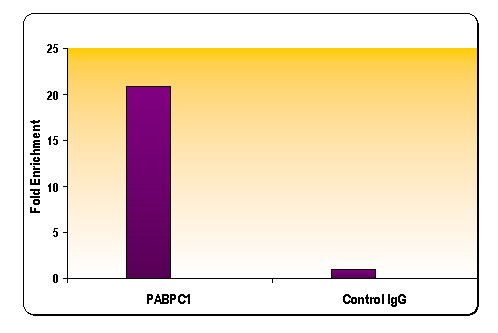 RNA pol II CTD phospho Ser5 antibody (pAb) | Proteintech