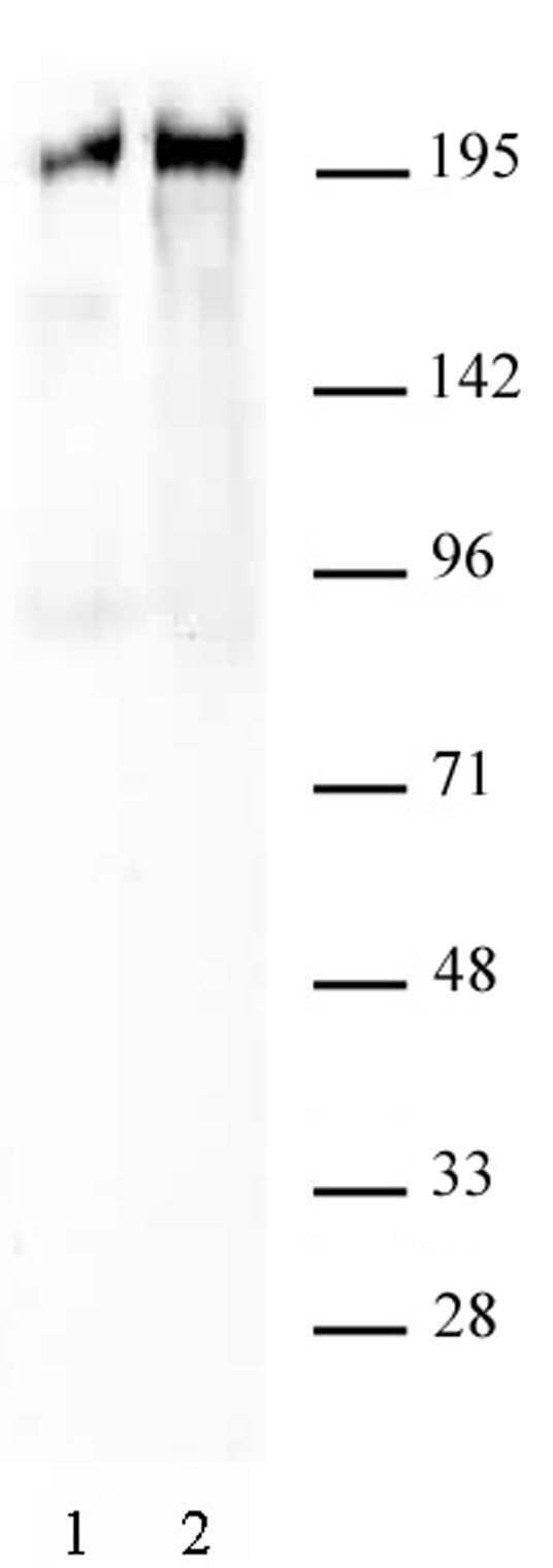 RNA pol II CTD phospho Ser5 antibody (pAb) | Proteintech