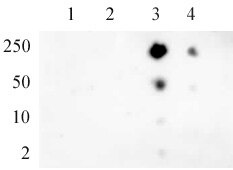 RNA pol II CTD phospho Ser5 antibody (pAb) | Proteintech