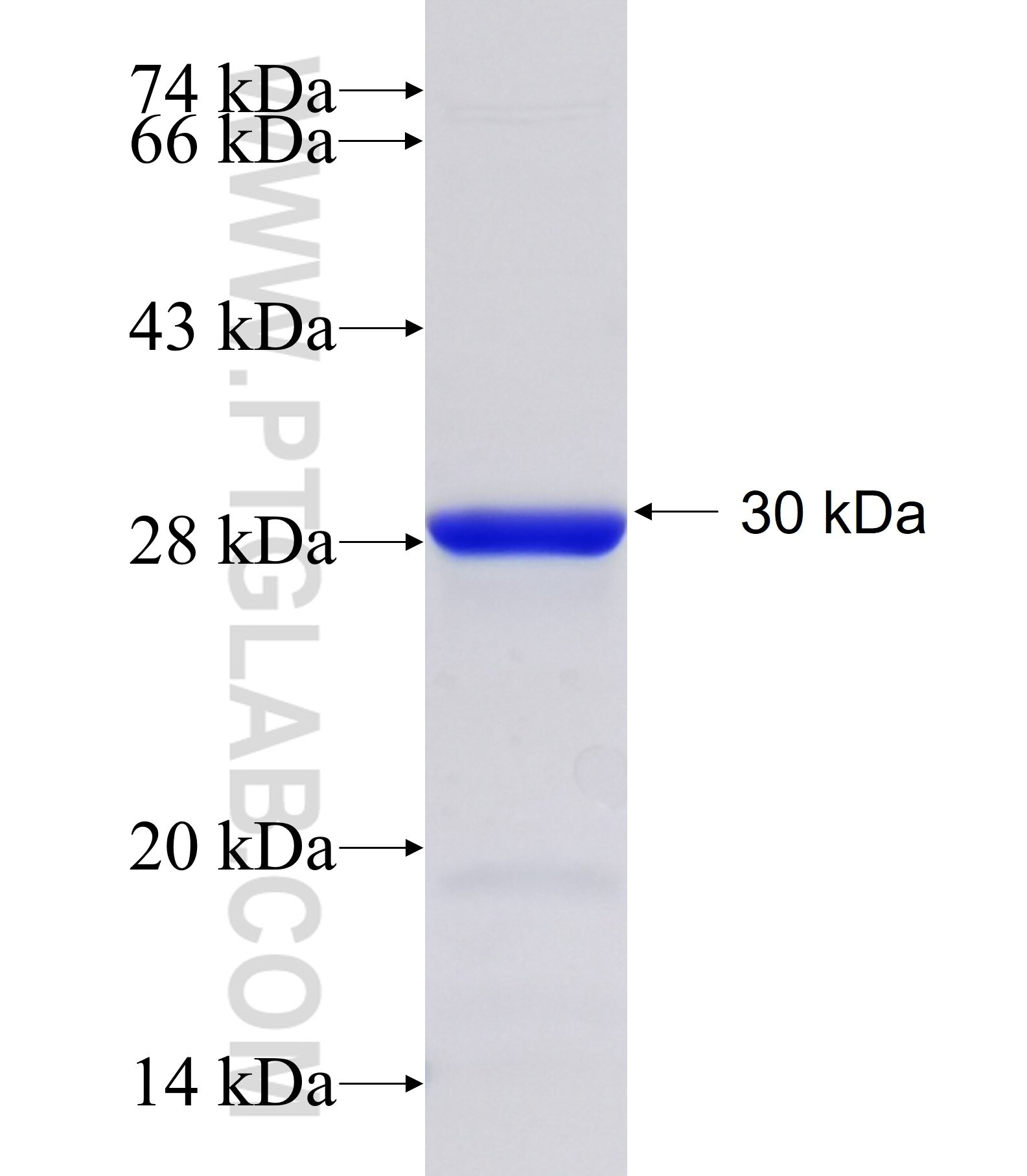 RNF180 Fusion Protein Ag34922 | Proteintech