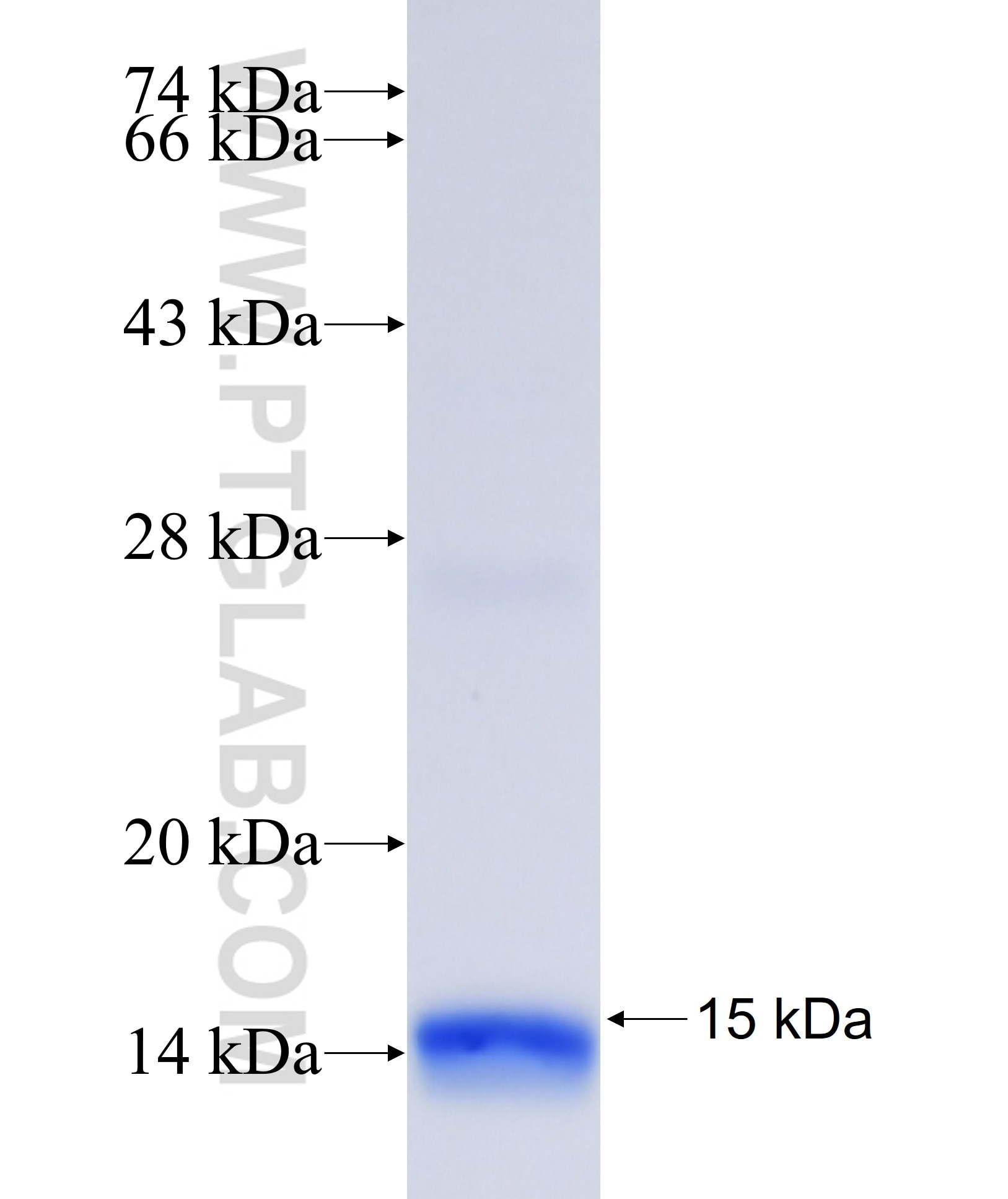 RPS11 Fusion Protein Ag34909 | Proteintech