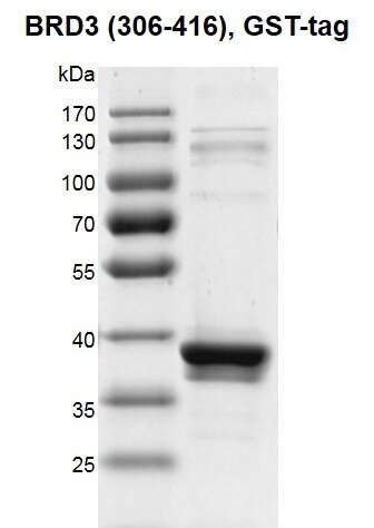 Recombinant BRD3 (306-416) protein, GST-Tag | Proteintech