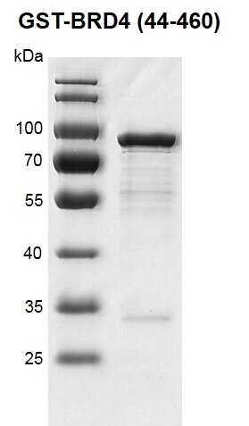 Recombinant BRD4 (44-460) protein, GST-Tag | Proteintech