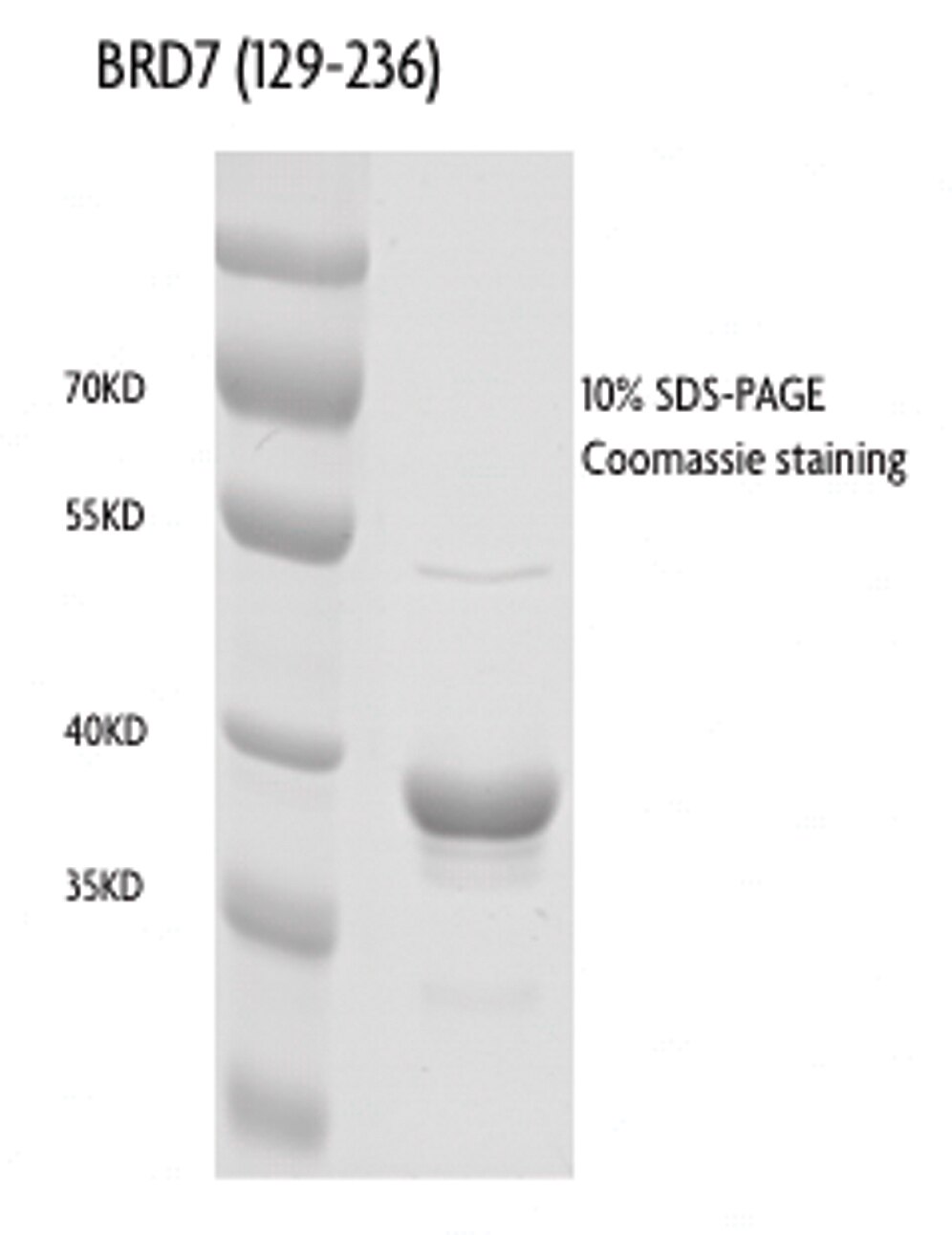Recombinant BRD7 (129-236) protein, GST-Tag | Proteintech