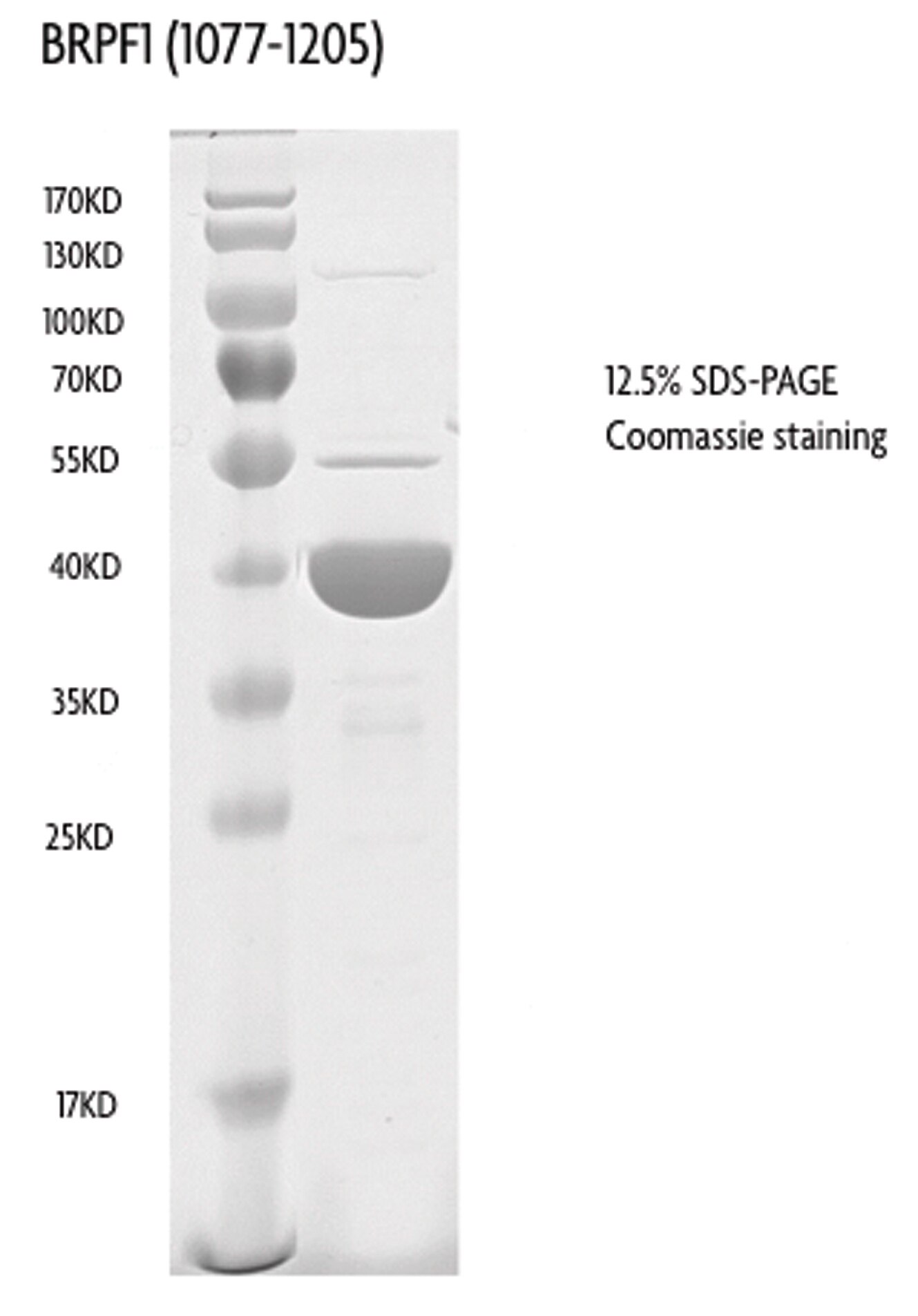 Recombinant BRPF1 (1077-1205), GST-Tag | Proteintech
